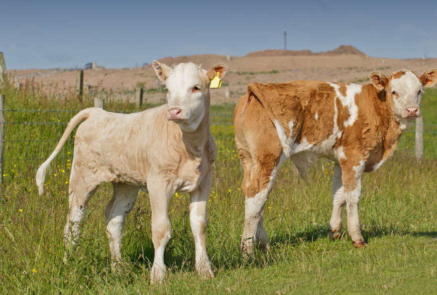 Quick Tips for Healthy Calves
